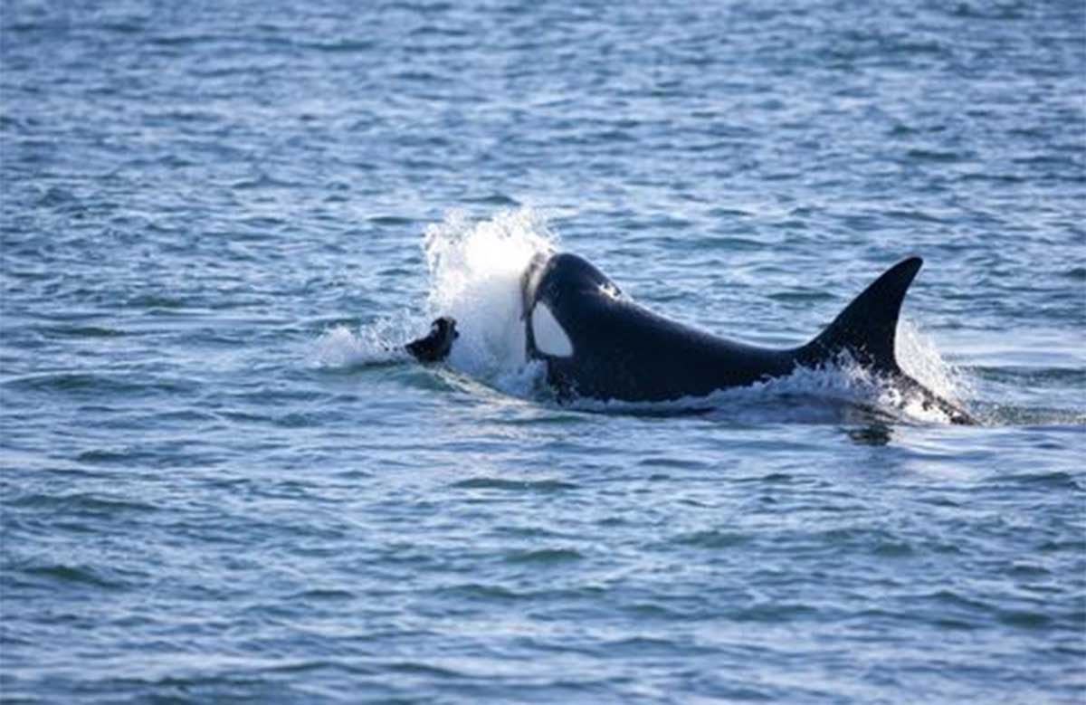 Orche amichevoli nuotano a pochi centimetri da una barca