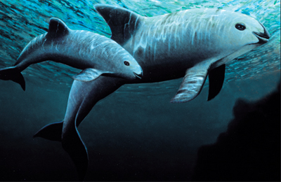 La focena in estinzione per la prodigiosa vescica del totoaba